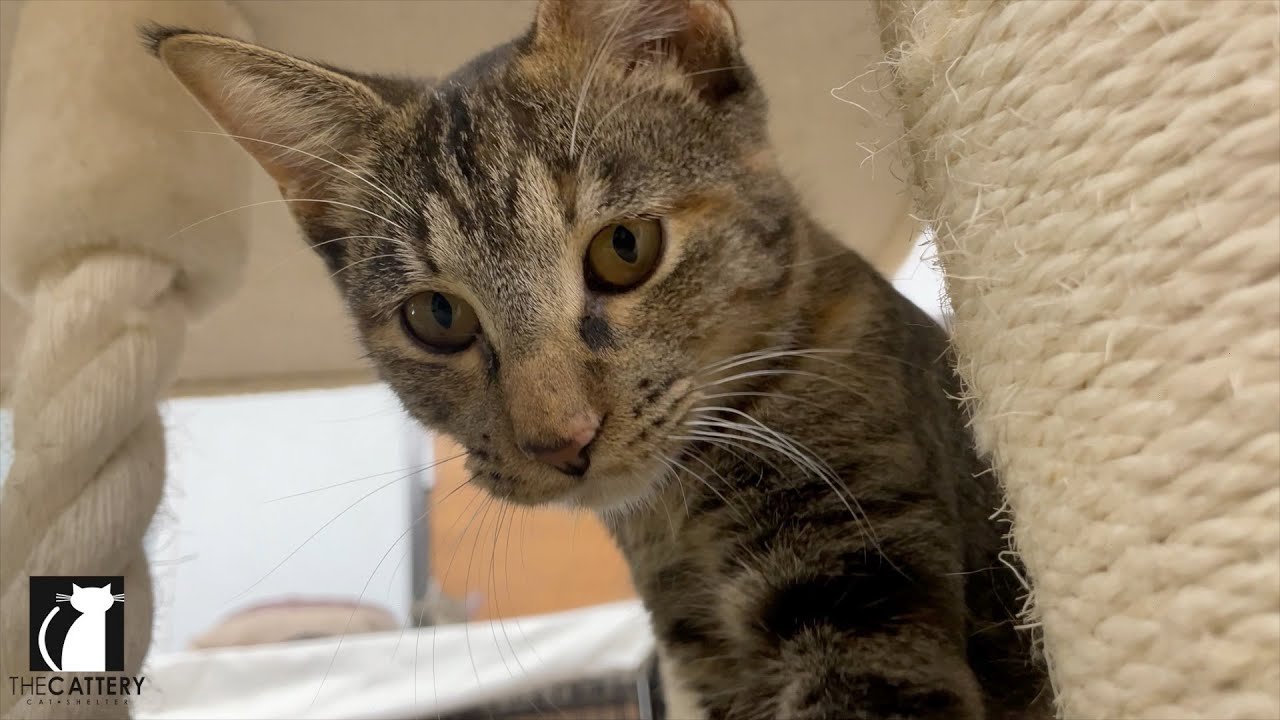 Cozy Reminders For Cat Parents - YouTube