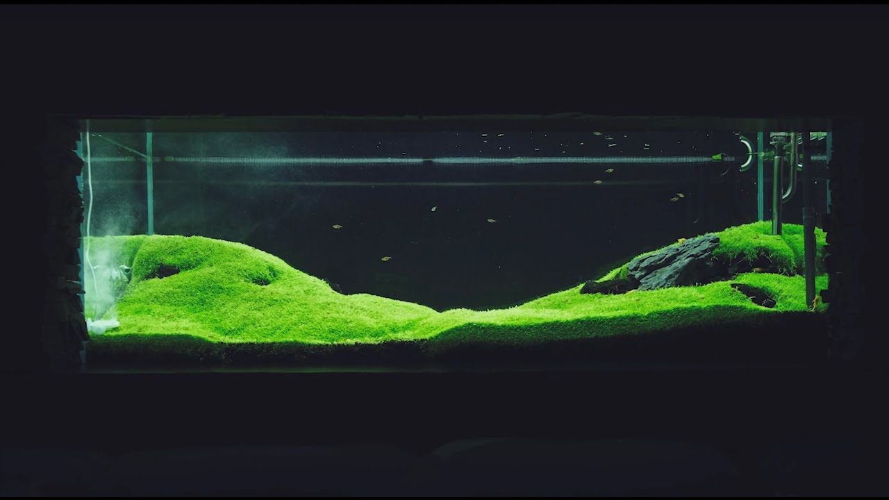 BEAUTIFUL Aquascapes - Planted Aquarium - YouTube