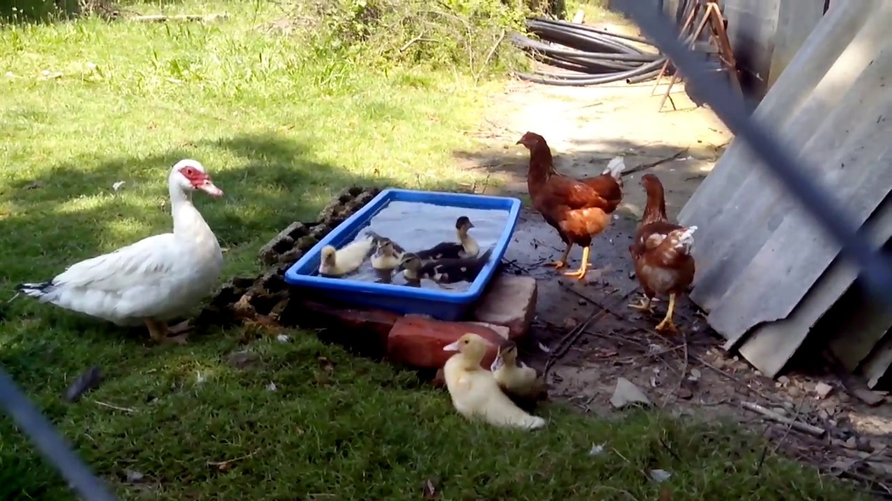 Three Weeks Old Muscovy Ducklings Swimming - YouTube