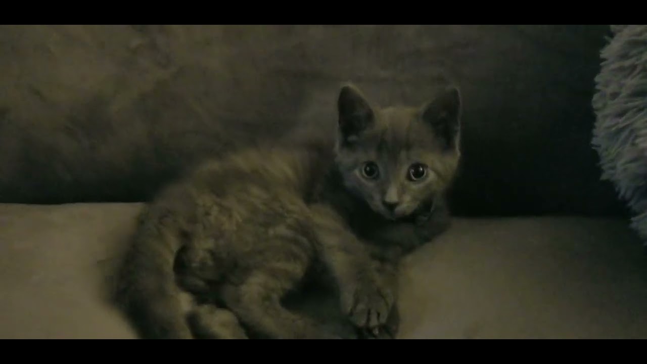 Adorable Kitten | Smokey the Cat - YouTube