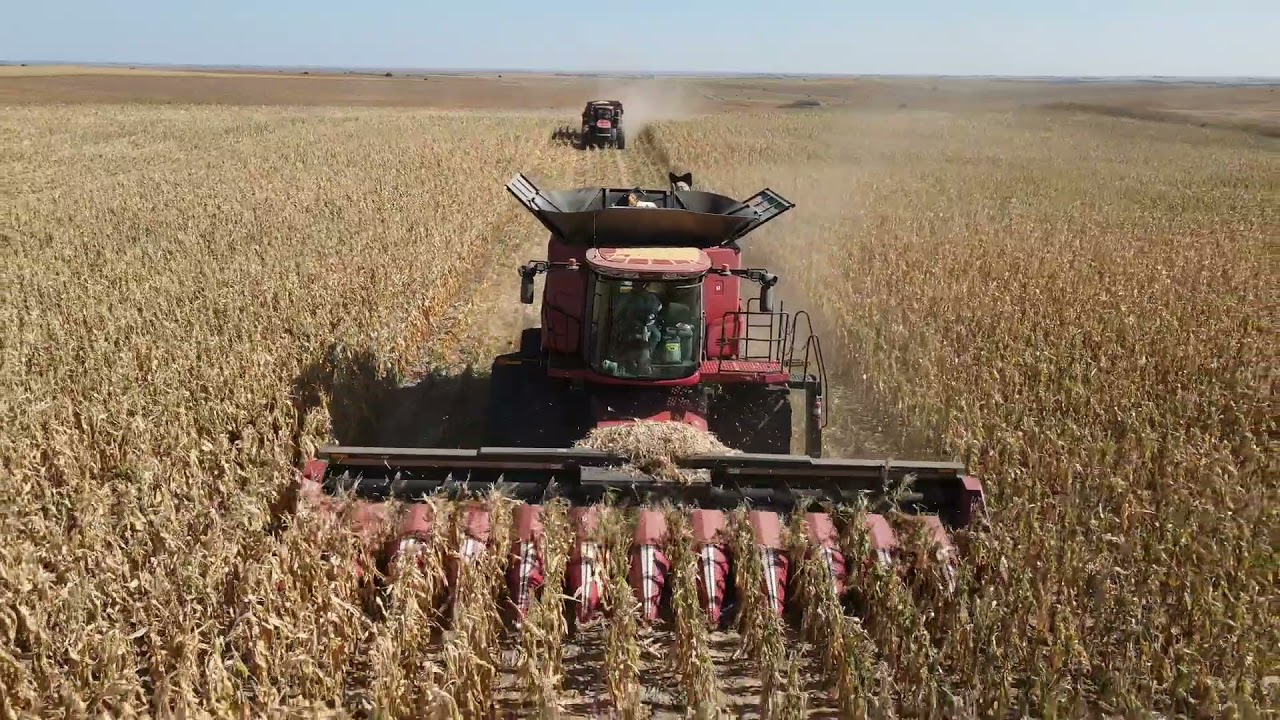 Corn harvest video coming soon, sorry it's been a while! - YouTube