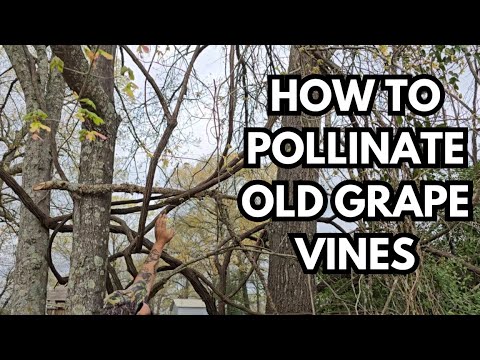 How to pollinate old grape vines - YouTube