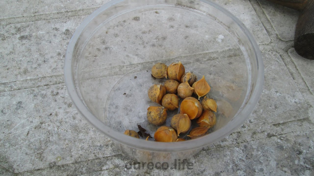 Planting elephant garlic bulbils ~ Crops Allotment Gardening Diary ...