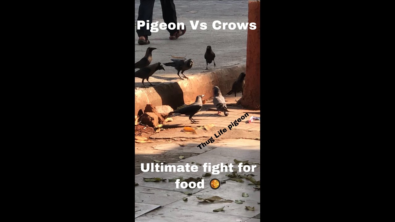 Pigeon Vs 9 Crows | Battle for food | Pigeon taking on 9 crows ...