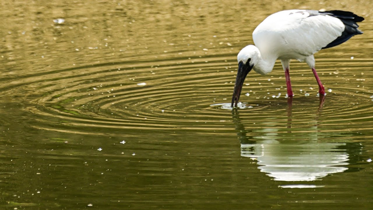 Asian Open-bill Storks #asianopenbillstork #wildlife # ...