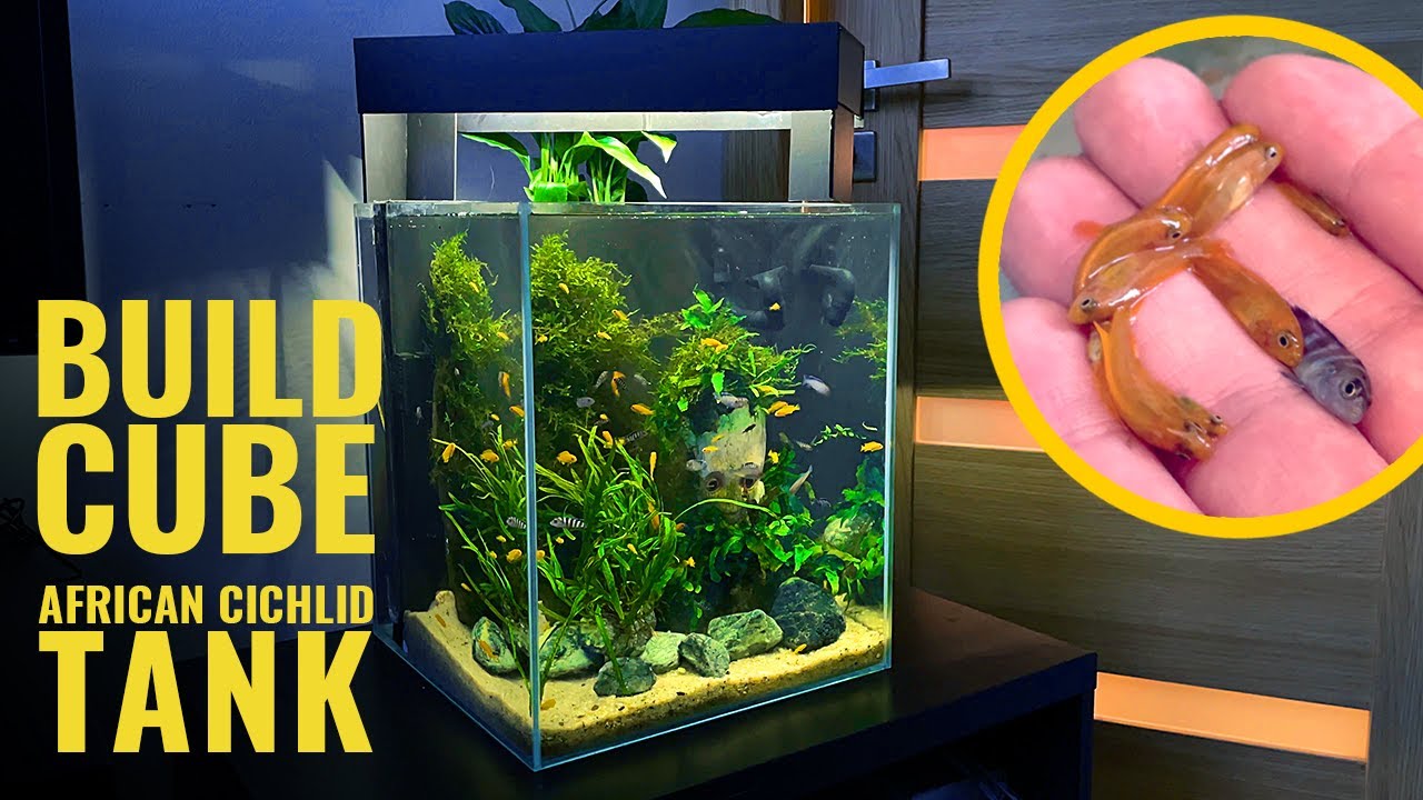 Best way to BUILD CUBE African Cichlid tank setup. How keep mbuna ...