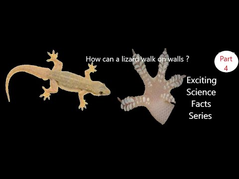 EXCITING SCIENCE FACTS SERIES|Part-5|Class-6,7,8|How can a lizard walk ...