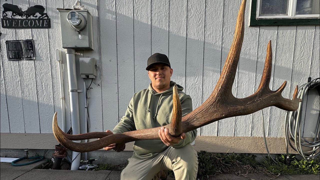 Giant Elk Brown Sheds 380” bull - YouTube