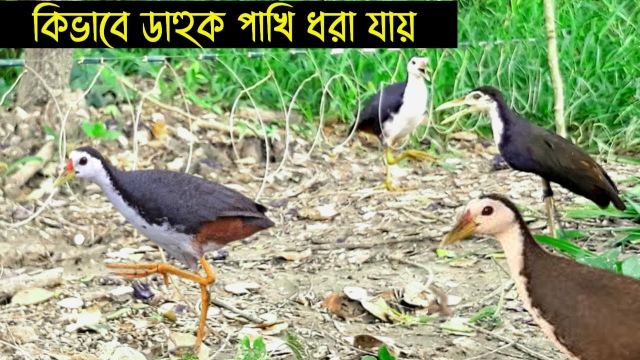 কিভাবে ডাহুক পাখি ধরা যায় | ডাউক পাখি শিকার | ডাক পাখির ফাঁদ | Dauk ...