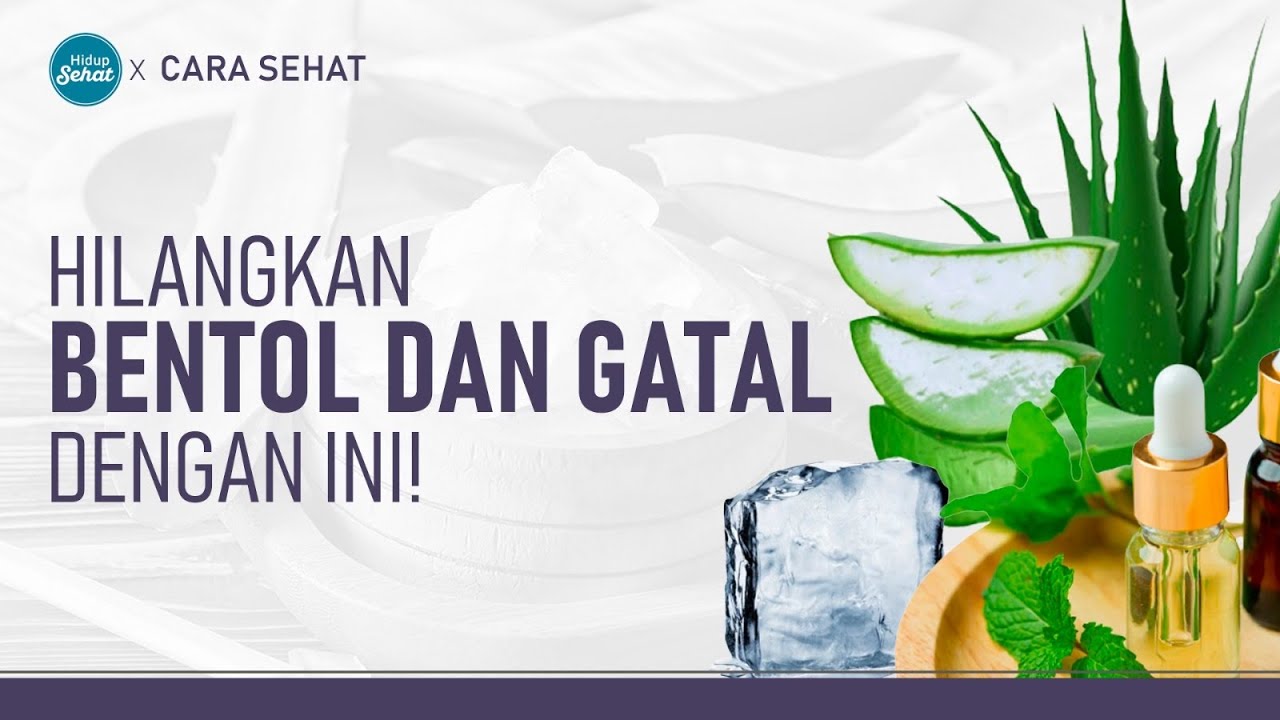 Bentol dan Gatal Hilang Seketika Dengan Tips Ini! | Hidup Sehat tvOne - YouTube