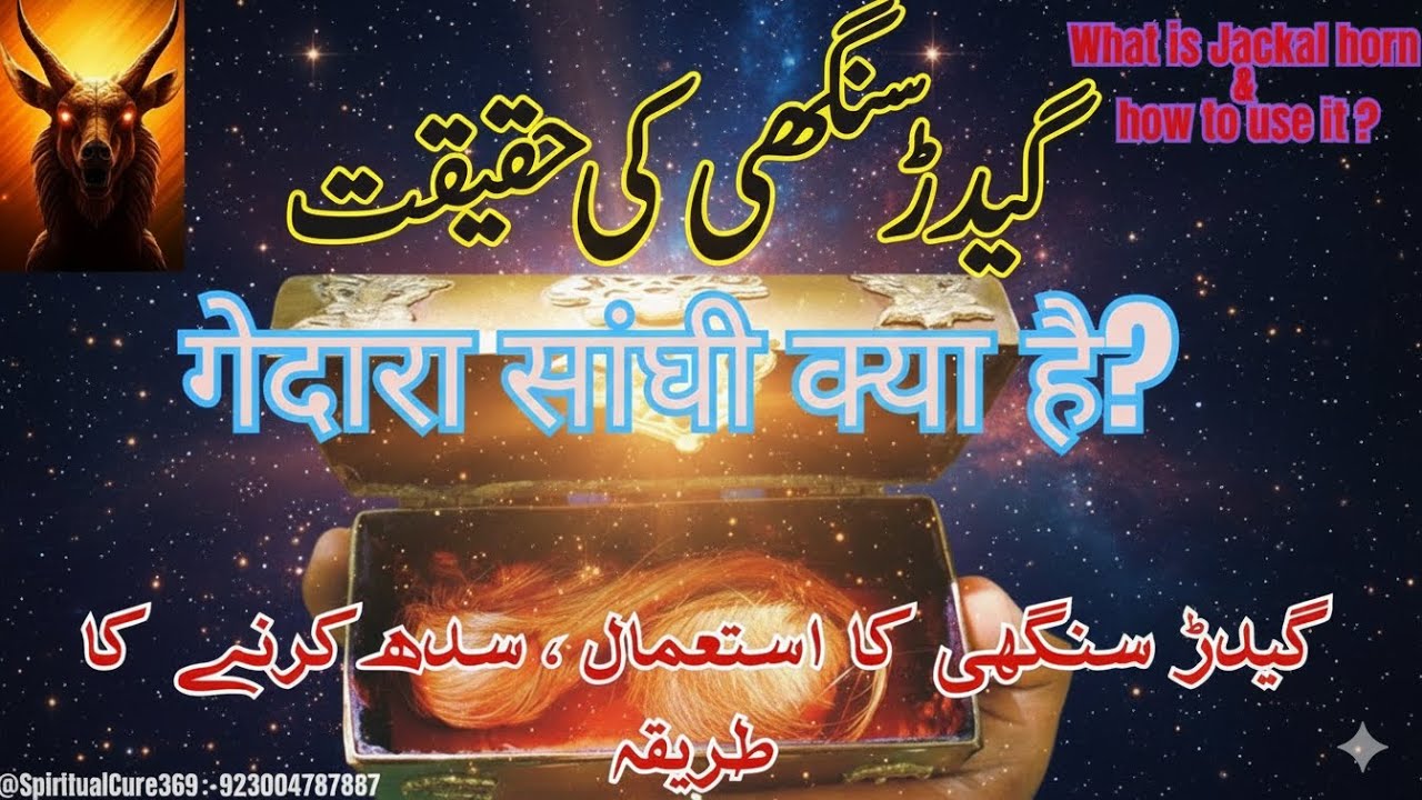 Gidar Singhi Eik Tlisam ! गेदारा सांघी क्या है ! Gidar Singhi Ke Fayde ...