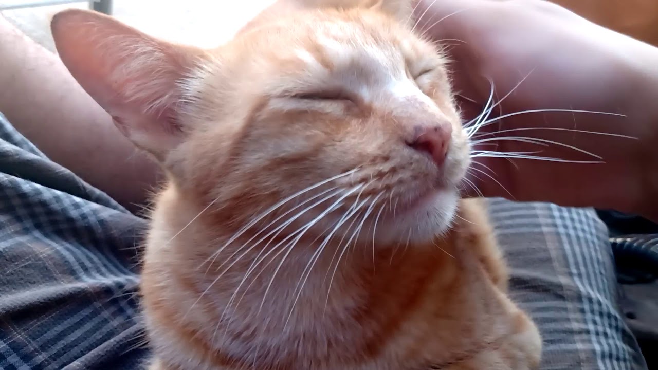 cat explotano - YouTube