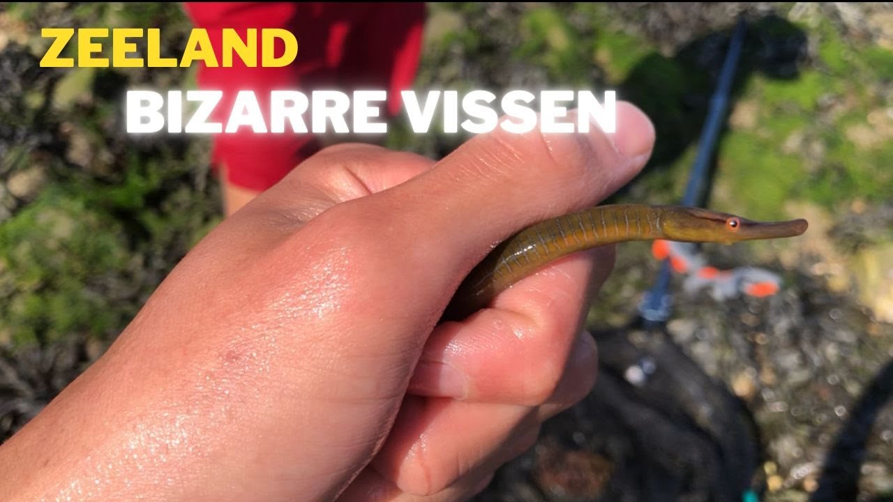 BIZARRE DIEREN IN ZEELAND - laagtij zeevissen met schepnet - YouTube