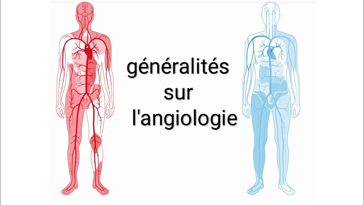 Généralités sur l'angiologie / 1ere année médecin شرح بالعربي - YouTube
