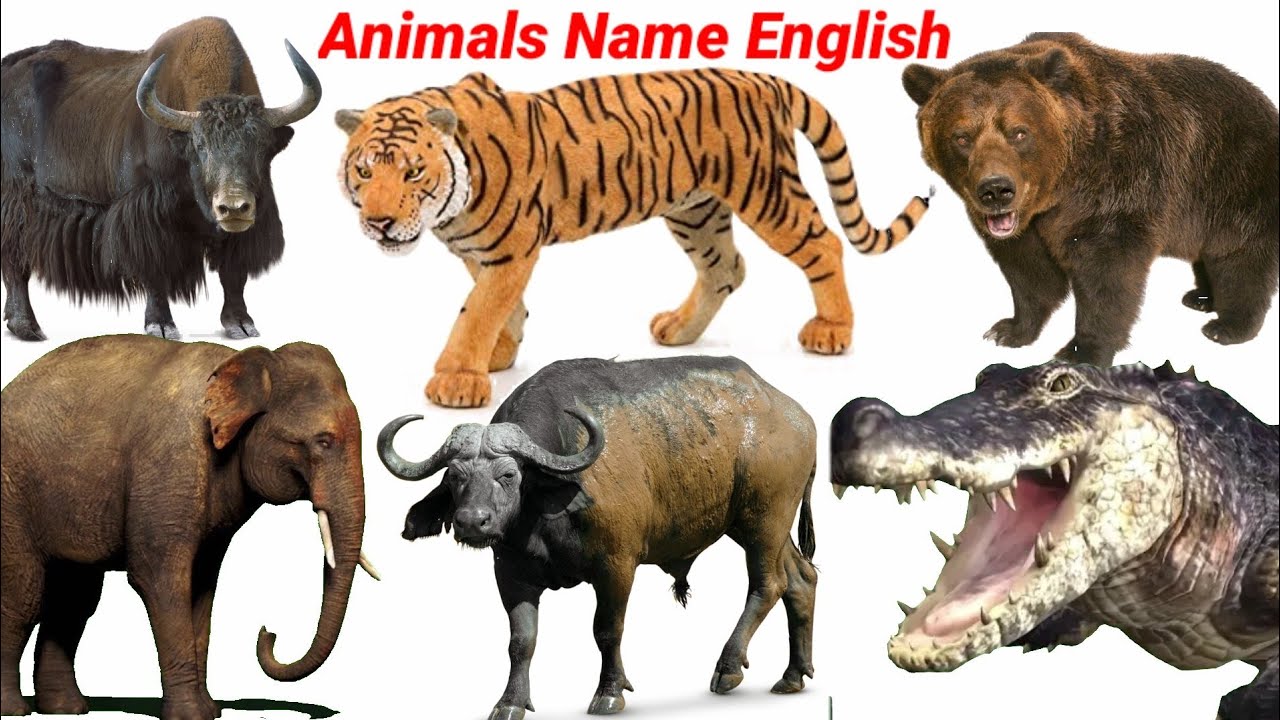 Animals Name English | Learn Animals Name Cow, Giraffe, Sheep, Cat ...