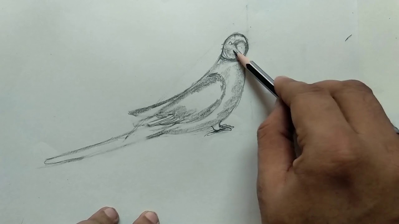 HOW TO DRAW A REALISTIC PARROT - YouTube