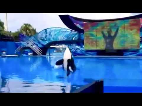 One Song - One Ocean - SeaWorld Orlando (2014) - YouTube