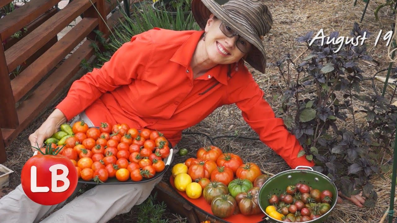 Growing Heirloom Tomatoes - Part 4 | Late Bloomer | Episode 15 - YouTube