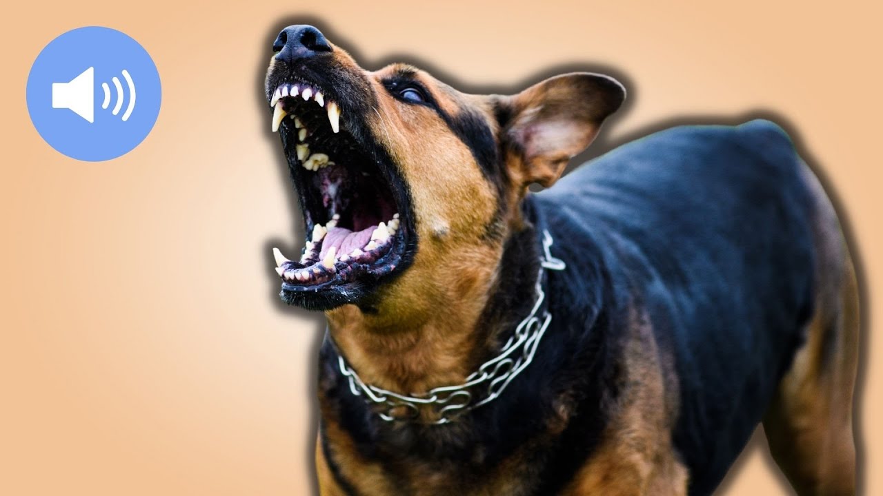 🦊 Dogs Barking - Sound Effects [High Quality] - YouTube