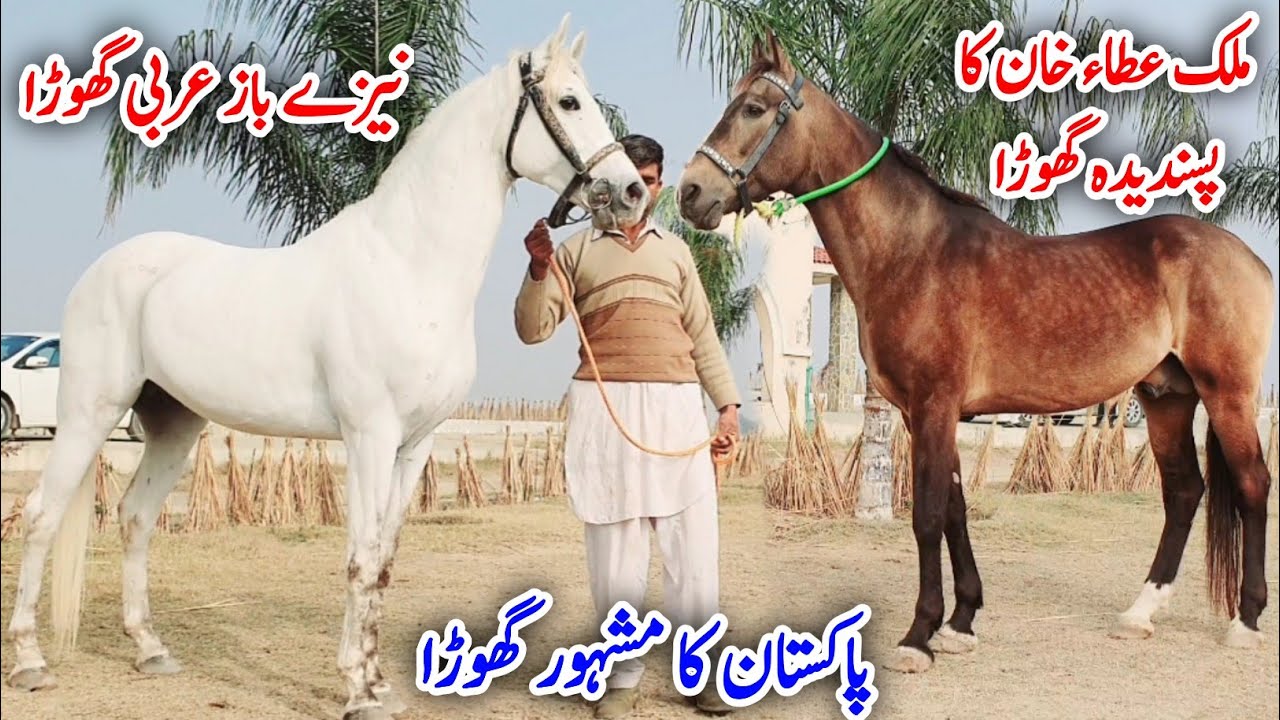 Naze Baz Arbi Horse | Malik Ata Horse Farm | Malik Ata Khan Naze Bazi ...