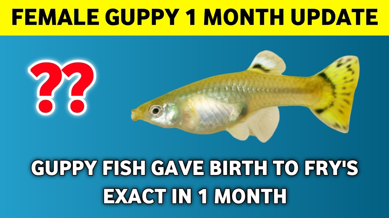 Guppy Fish 1 Month UPDATE | Guppy Fish Giving Birth | Be With Sarfaraz ...