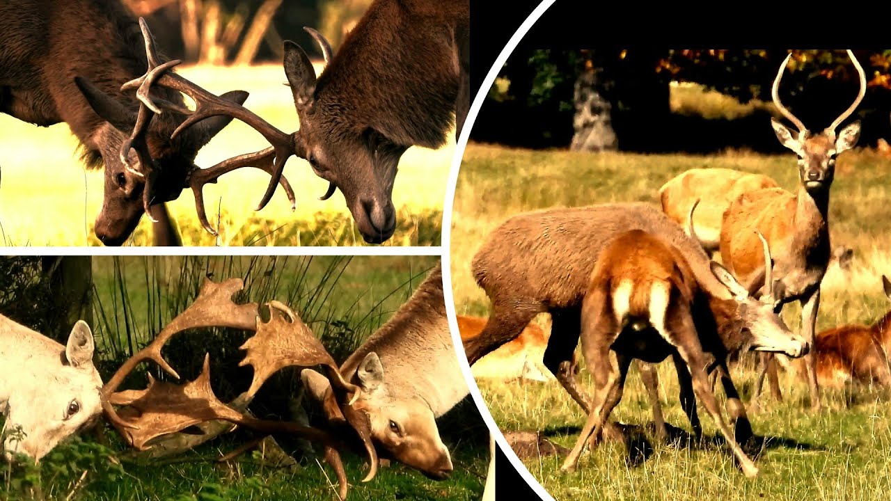 FALLOW & RED DEER RUT 2024 👀 Learning To Fight 👀 Tatton Park - YouTube