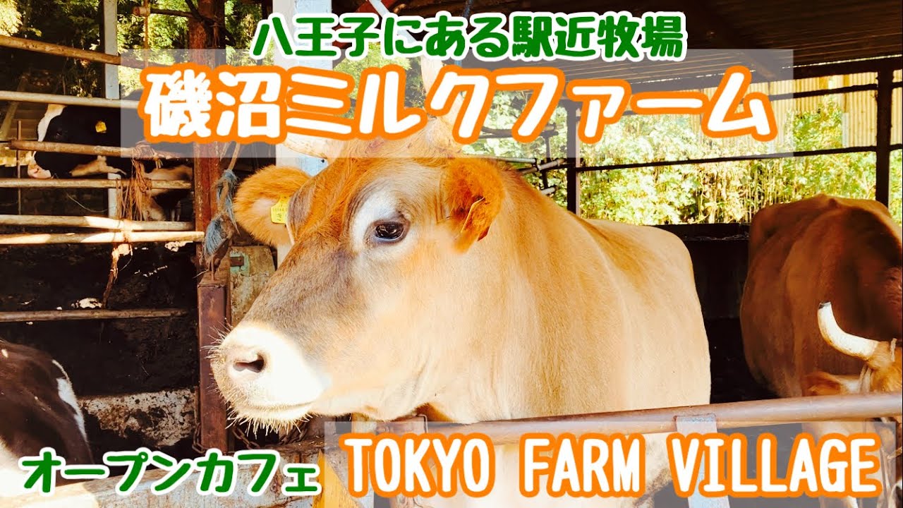 【八王子市】磯沼ミルクファームとTOKYO FARM VILLAGE【京王線山田駅】Tokyo Walk Hachioji Isonuma ...