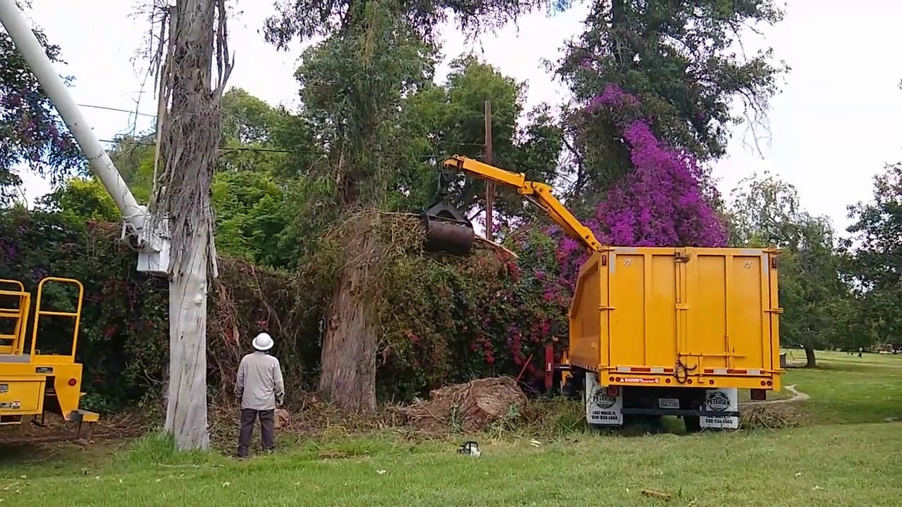 Tree Cleaning and cutting in action with trucks - YouTube