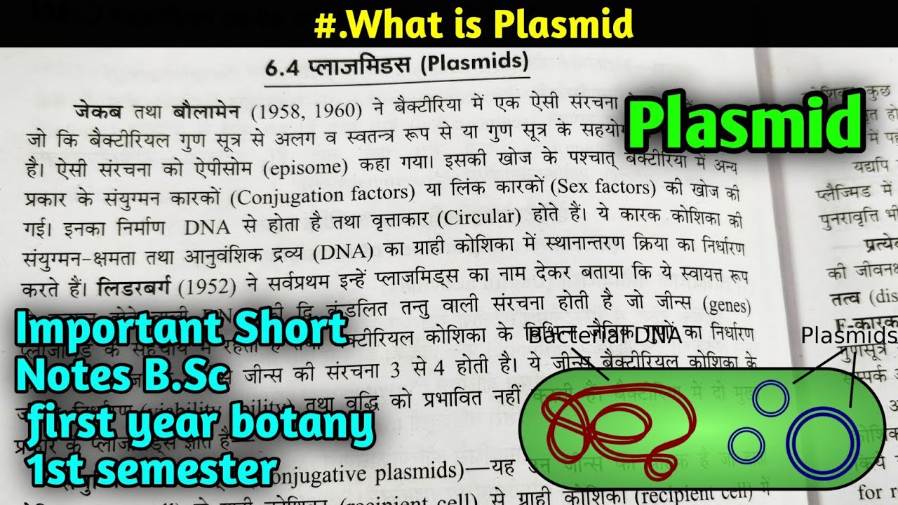 What is Plasmid || Extra chromosomal DNA || Episome ||B.Sc first year ...