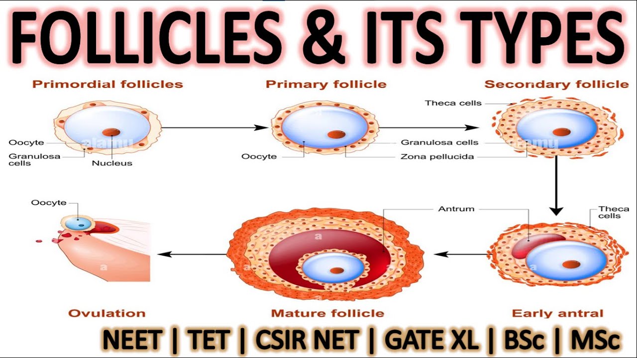 FOLLICLES & ITS TYPES - YouTube