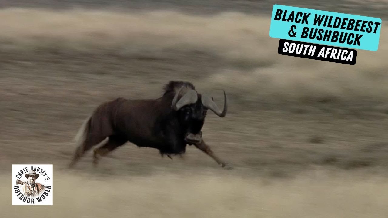 Hunt for Stunning Black Wildebeest and Bushbuck in South Africa - YouTube