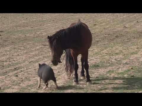 Pig Shows Affection to Horse by Licking Them - 1126879