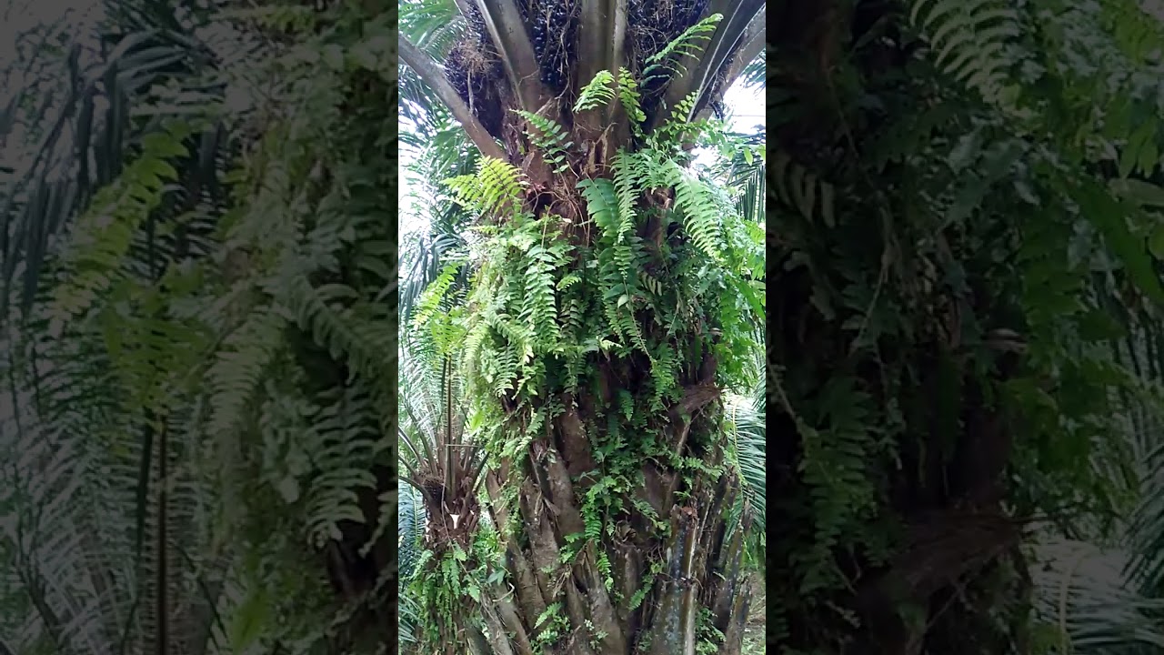 Hama kelapa sawit, tumbuhan parasit yang mengganggu penyerapan pupuk ...