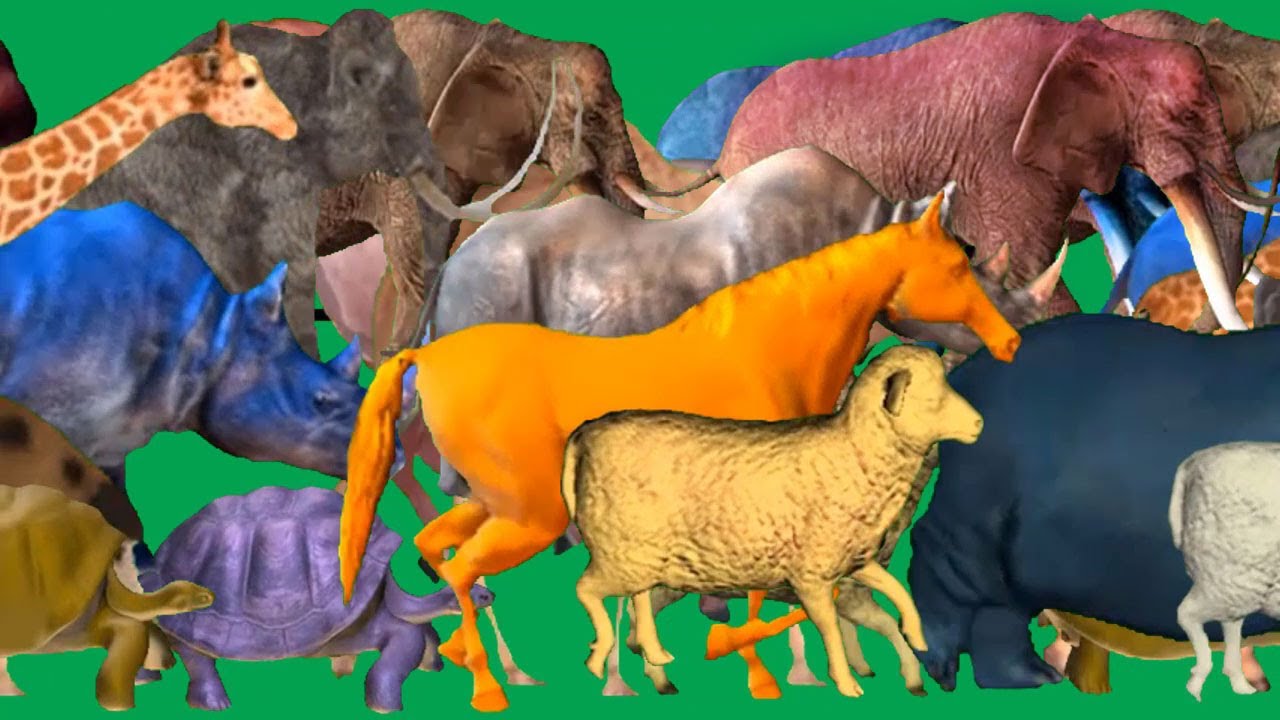 Life Animals Stampede Running and Walking Green Screen Blue Screen Best ...
