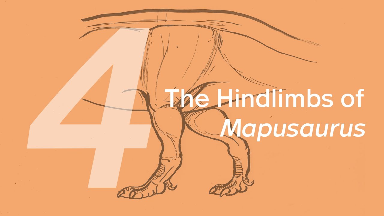 Mila the Mapusaurus 4: Hindlimbs | Learn to Draw Dinosaurs with ZHAO ...