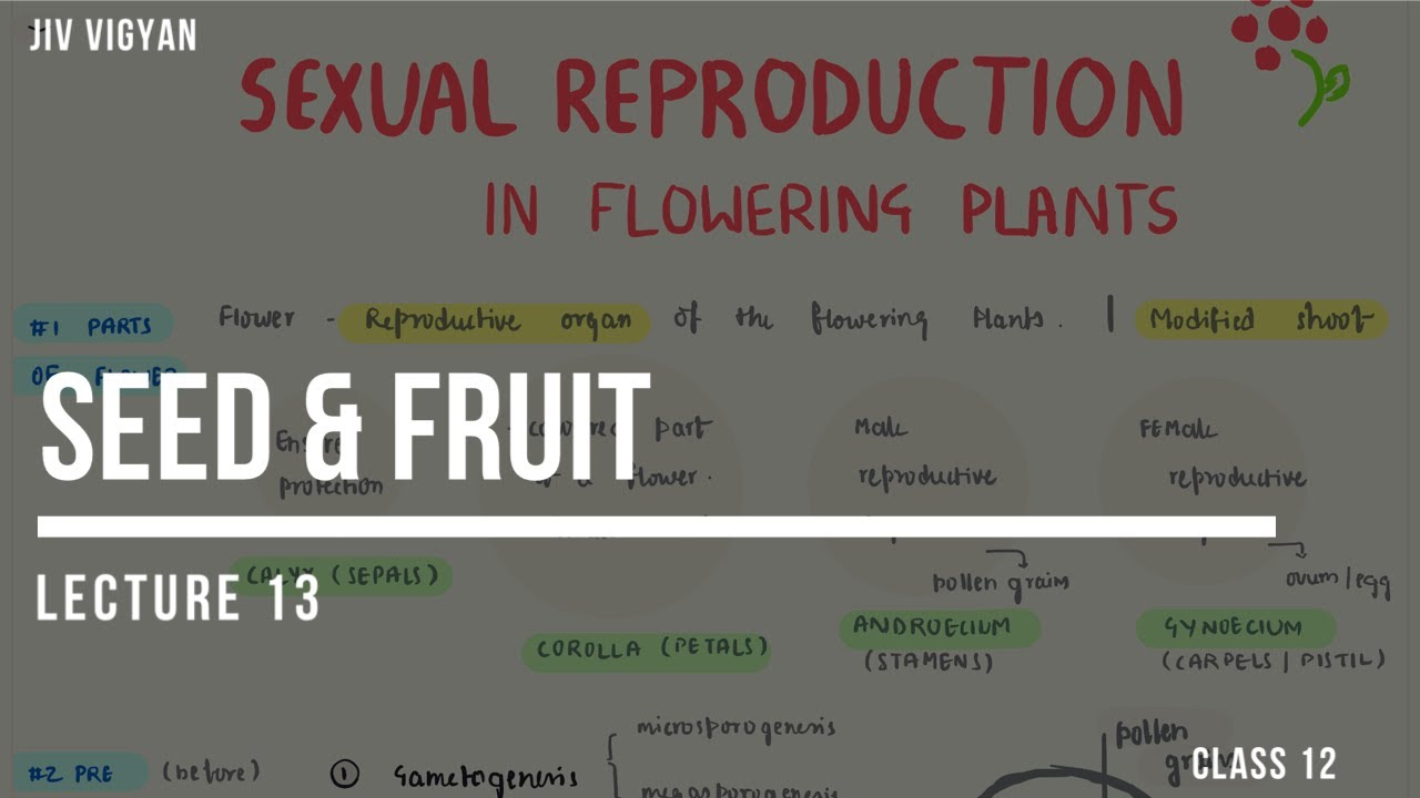 Seeds and Fruits | CHAPTER 02 | Class 12 | NCERT | NEET @Ajay Mahto ...