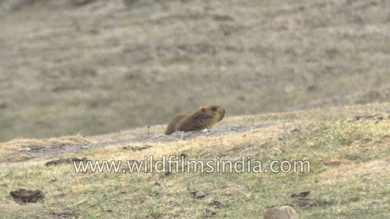 Marmot in an open grassland in Tibet - YouTube
