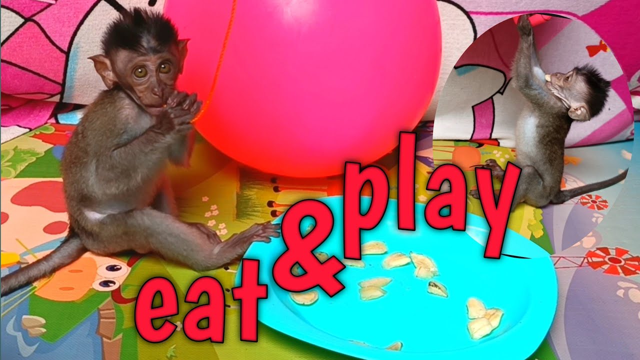 even while eating, monkey ray is still playing - YouTube