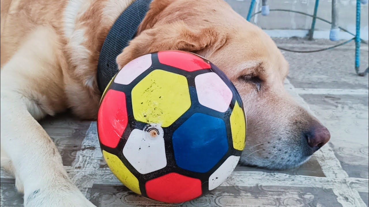 Cute Labrador Dog Playing With Ball 🏀 Labrador Retriever - YouTube