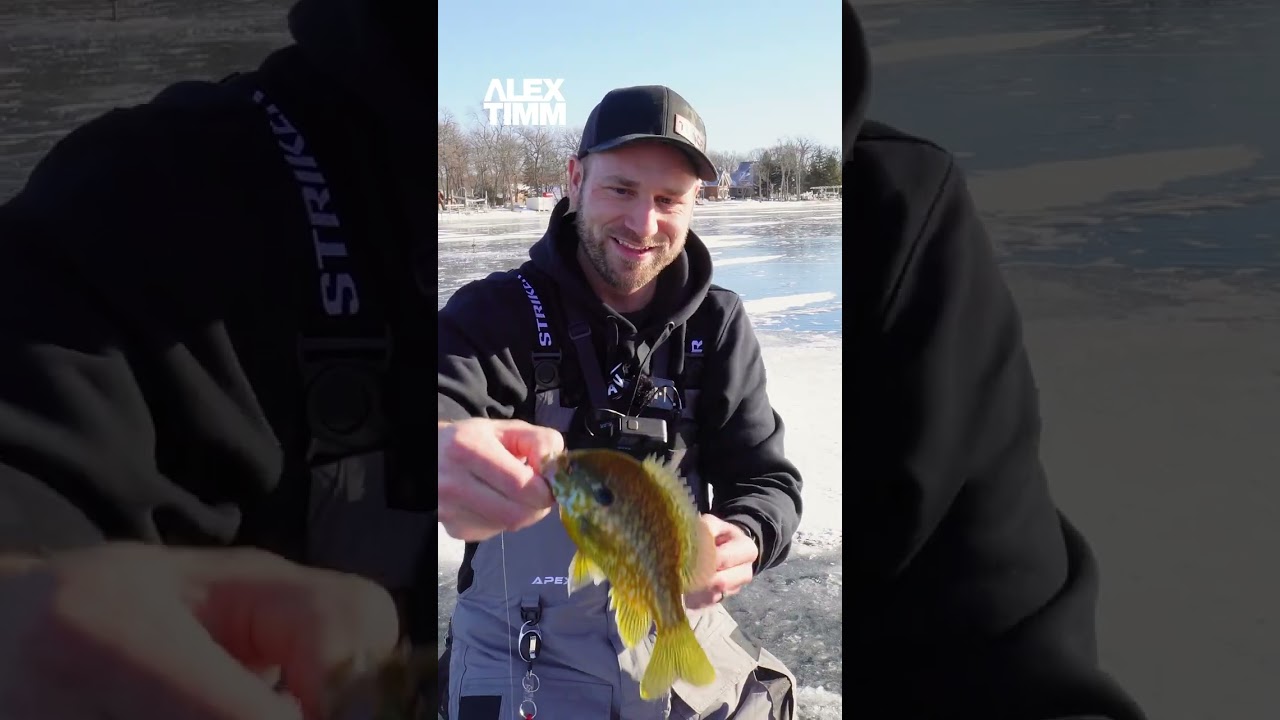 Fat Pumpkinseed on Ice Fishing Jack Traps - Fishing