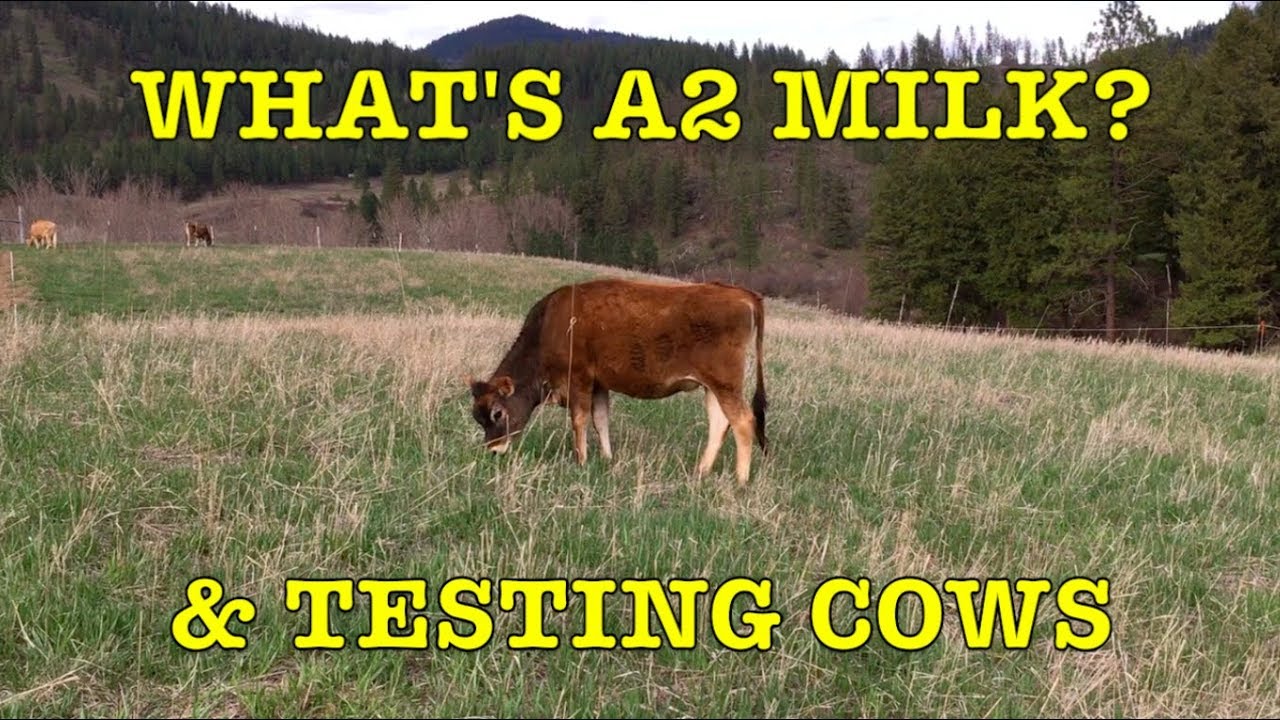 What Is A2 Milk Testing Cows For A2A2 Genetics YouTube