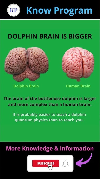 Dolphin Brain Vs Human Brain π§ Shorts Brain Knowprogram Youtube