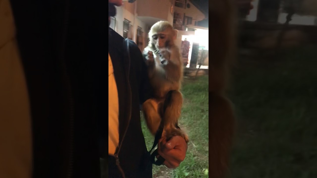 Monkey in Turkey Marmaris - YouTube