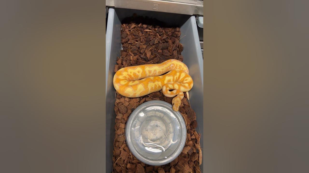 My favorite Banana Clown Ball Python combo! - YouTube