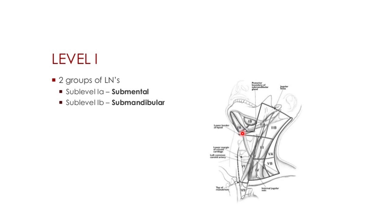 cervical fascia &LN 2 - YouTube