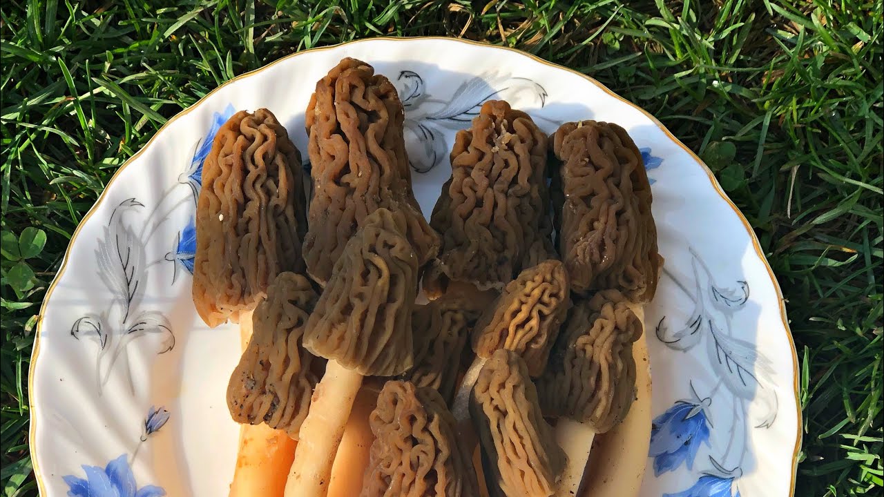1st time on YouTube | Gich ( famous Dish) | Morel Mushroom | Dried ...