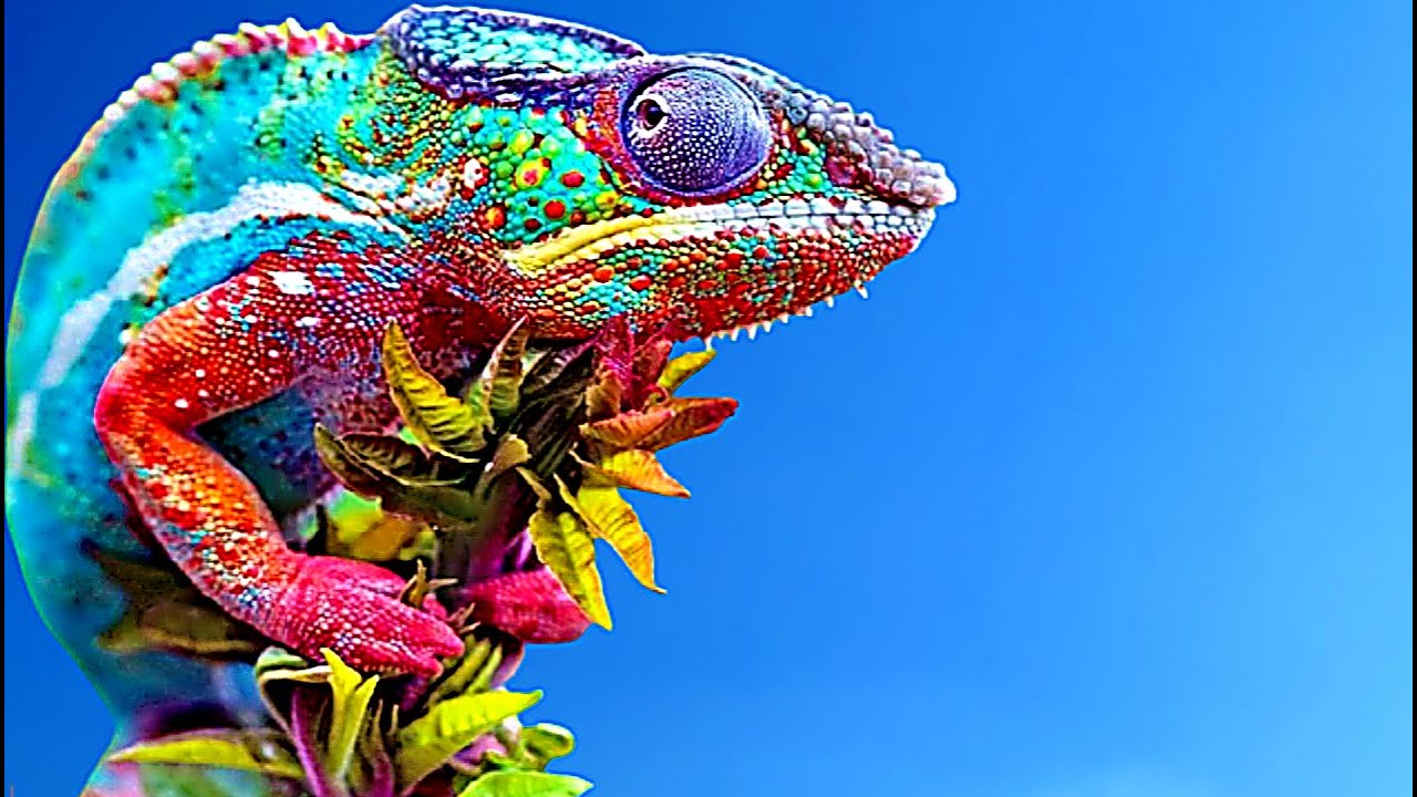 CAMALEÃO MUDANDO DE COR - PREDADORES, ALIMENTAÇÃO - TUDO SOBRE ELES ...