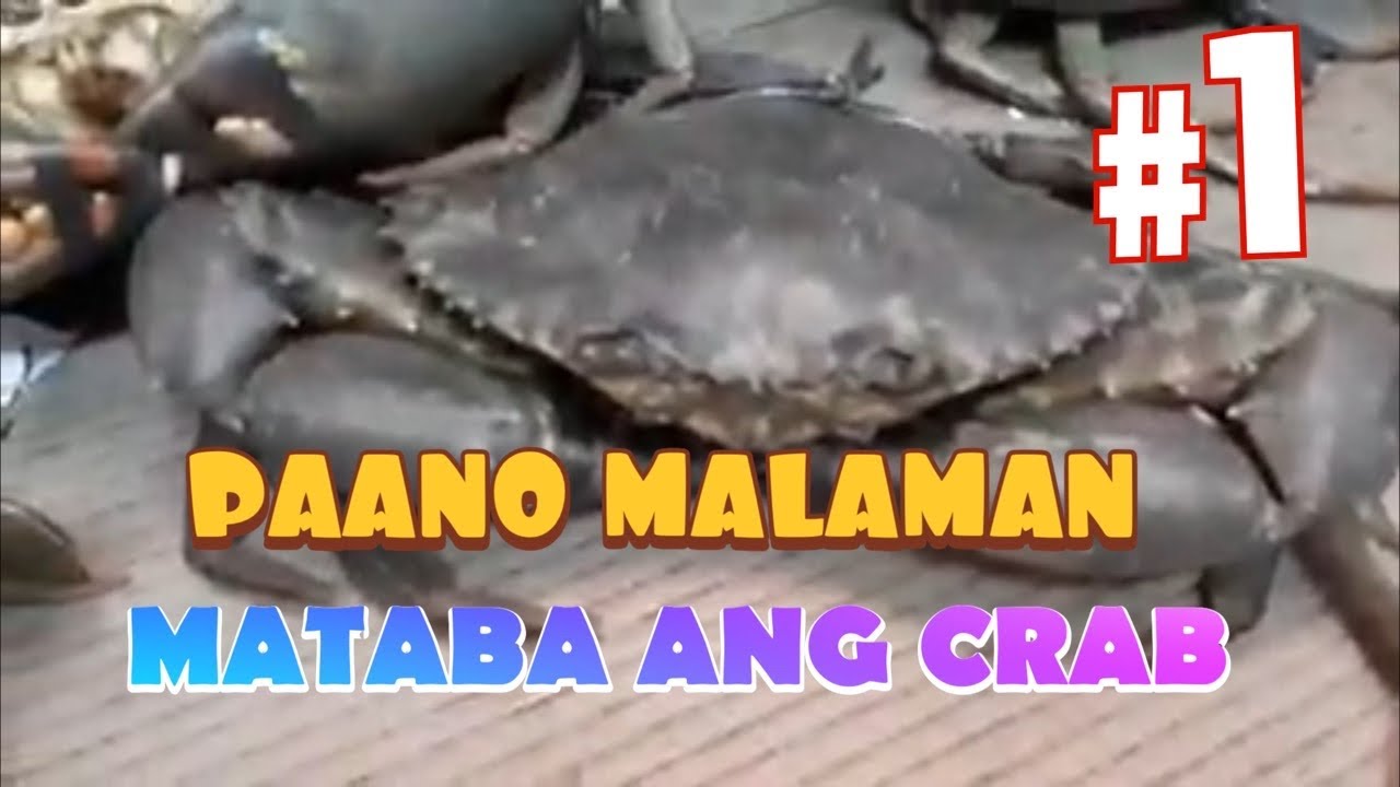 Paano malaman kung mataba ang crab - YouTube