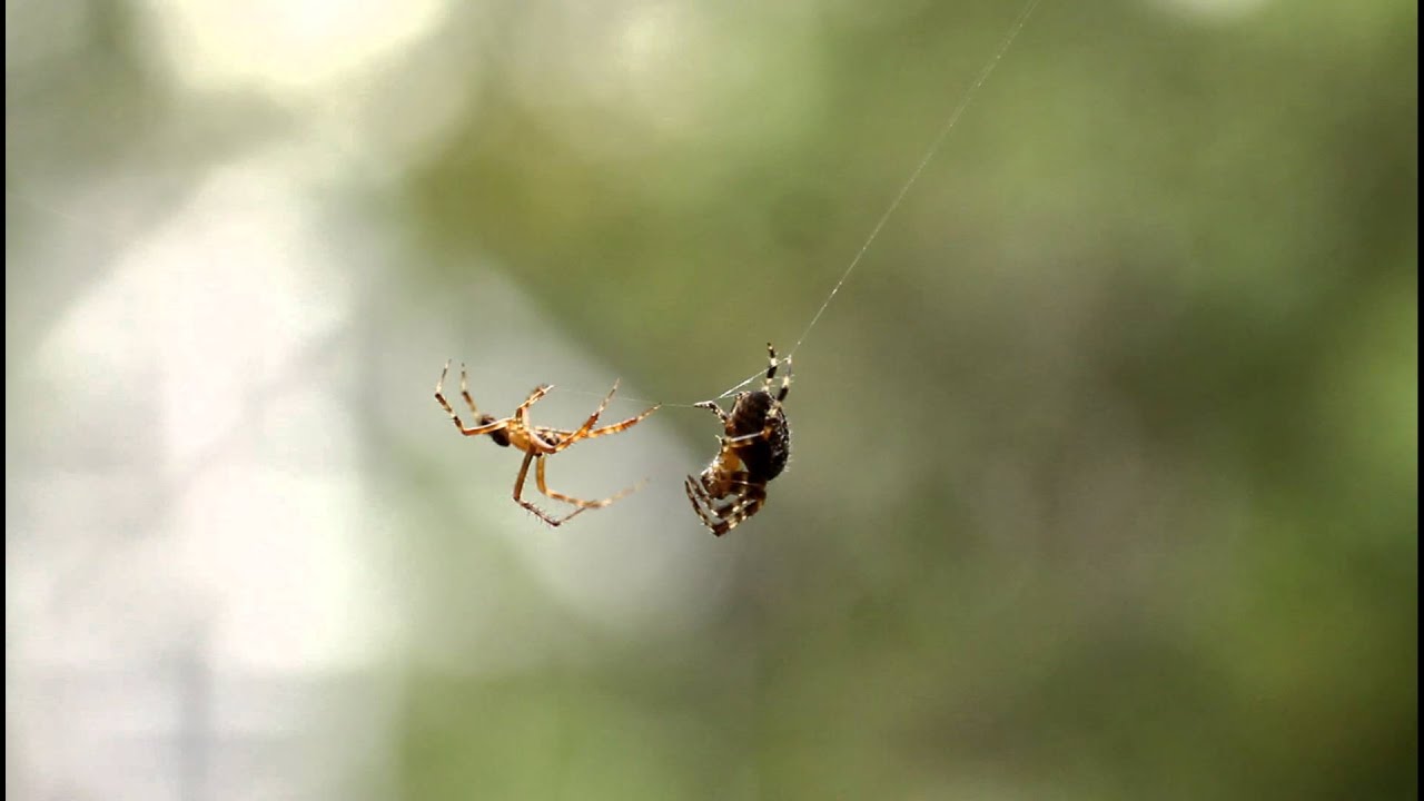 Spider Ballet - YouTube