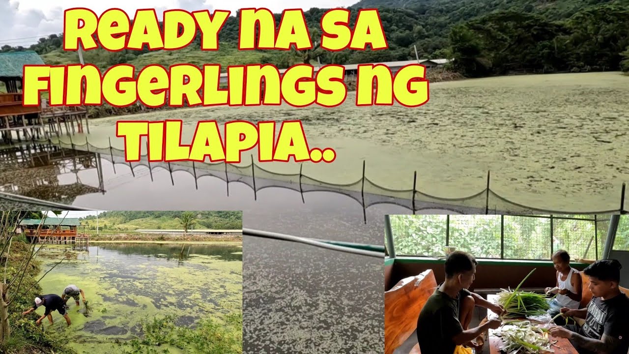 Pag lagay ng net na lagayan ng fingerlings | 1 lechon lang today - YouTube